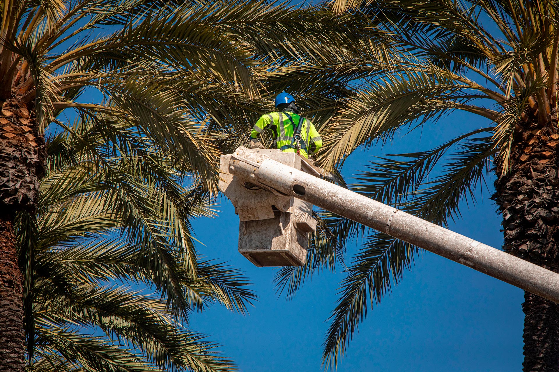 Maverick Tree Service – Residential & Commercial Tree Care Services